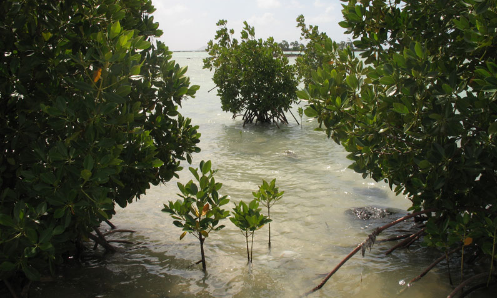 Lottery operator in Mauritius – Lottery Operator In Mauritius